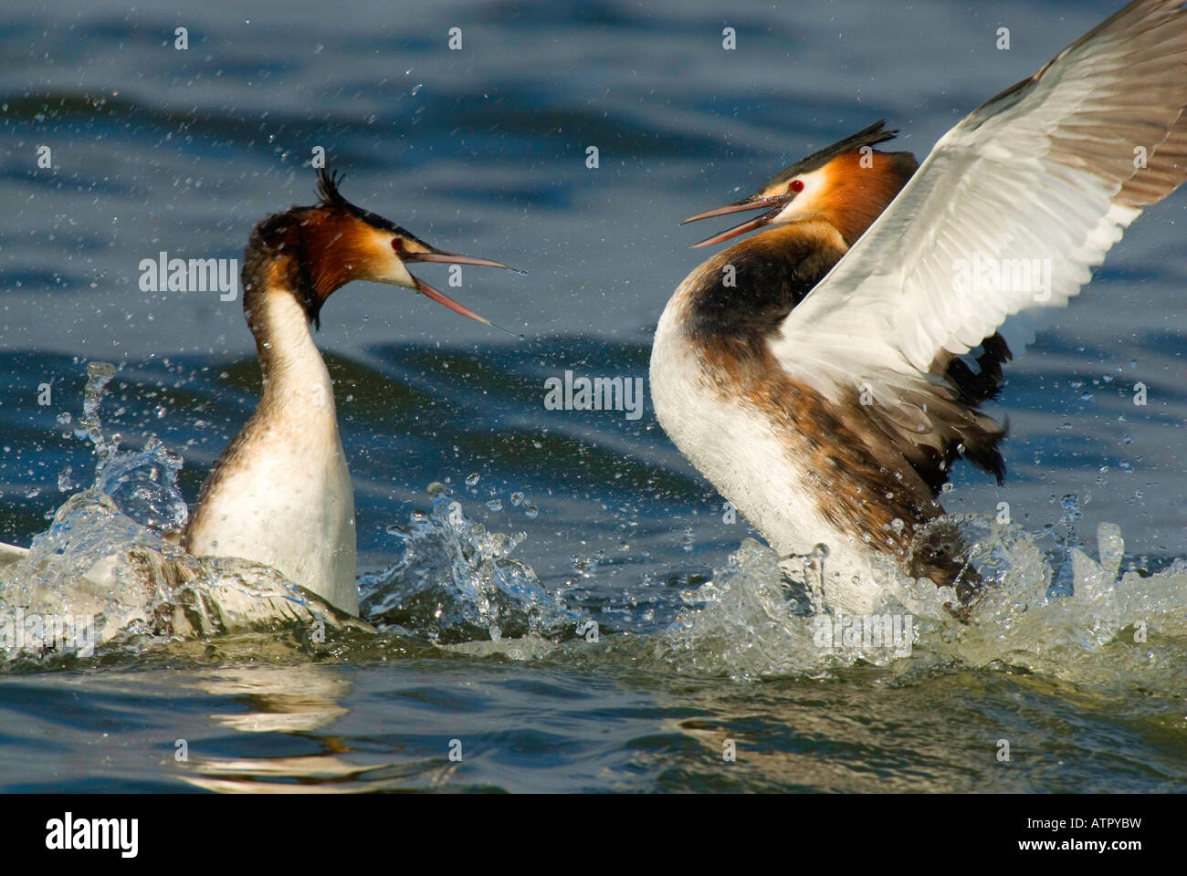Great Crested Grebes Stock Photo - Alamy