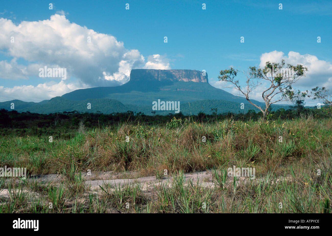 Table mountain / Ptari Tepui Stock Photo - Alamy