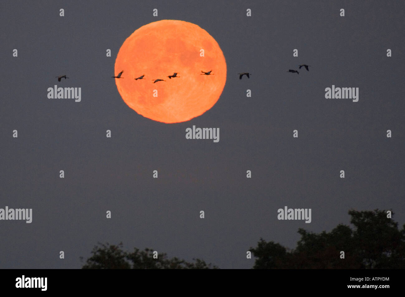 Common cranes and moon hi-res stock photography and images - Alamy