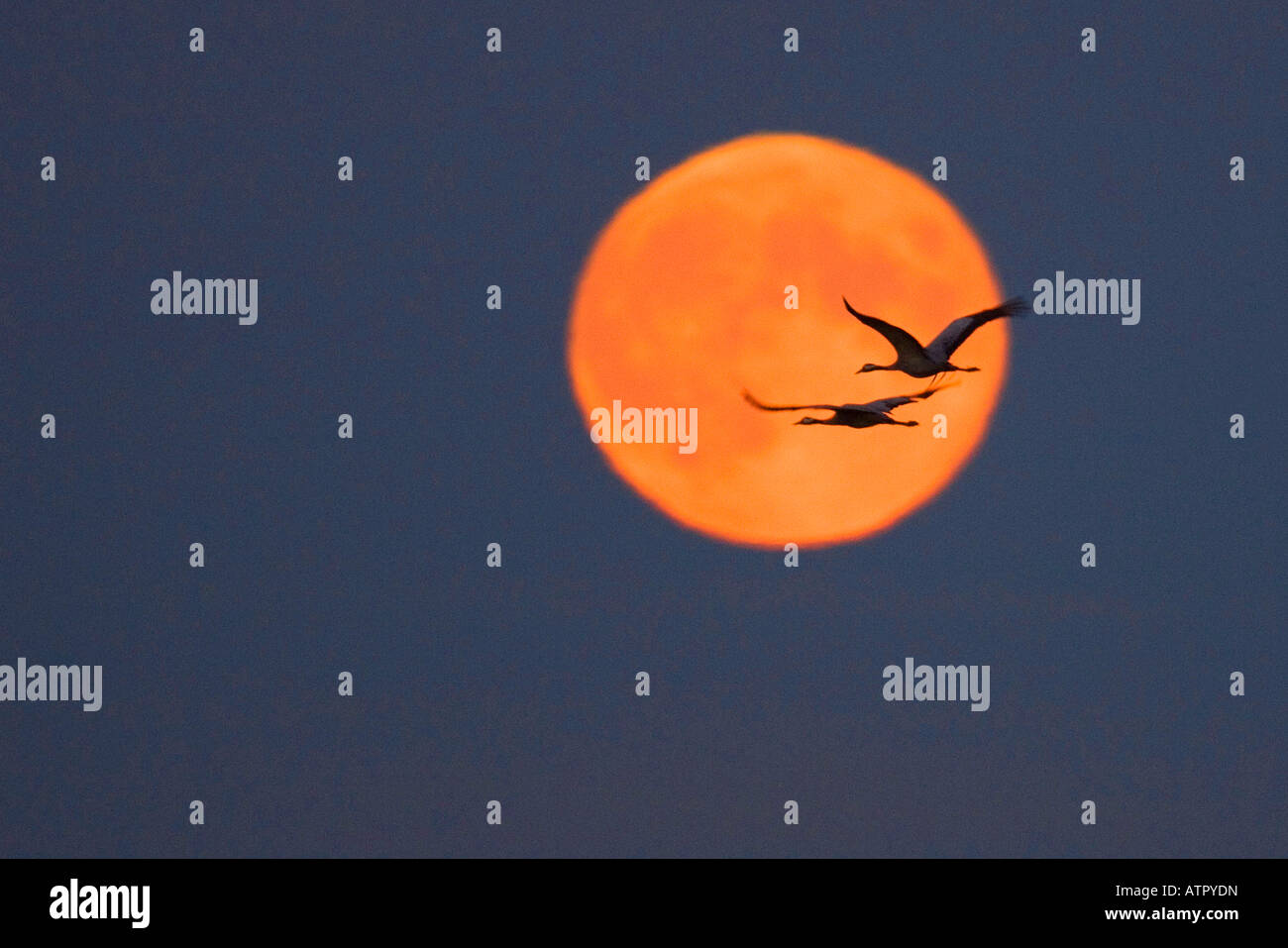 Common cranes and moon hi-res stock photography and images - Alamy