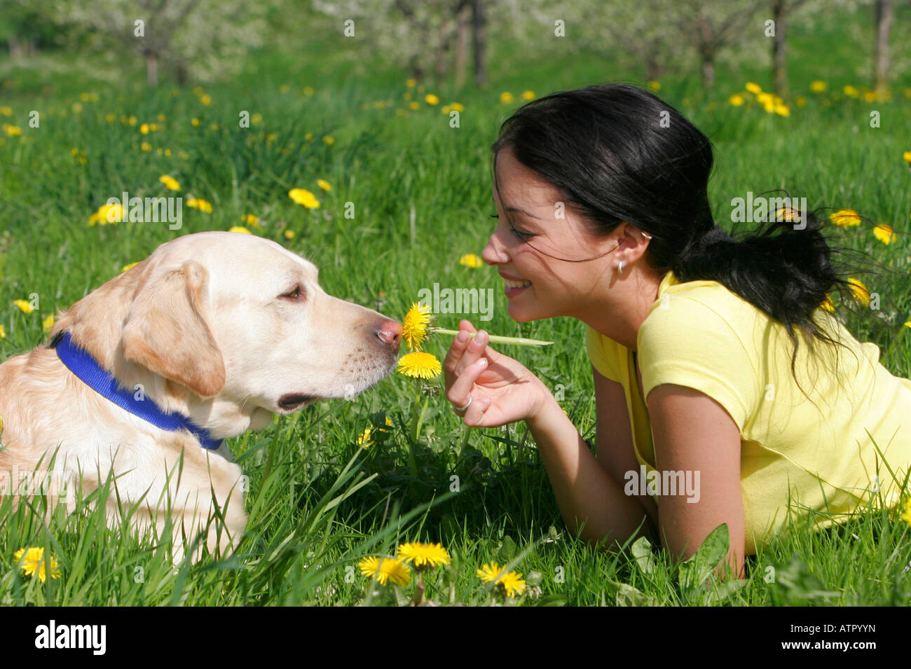 Woman and Labrador Retriever Stock Photo - Alamy
