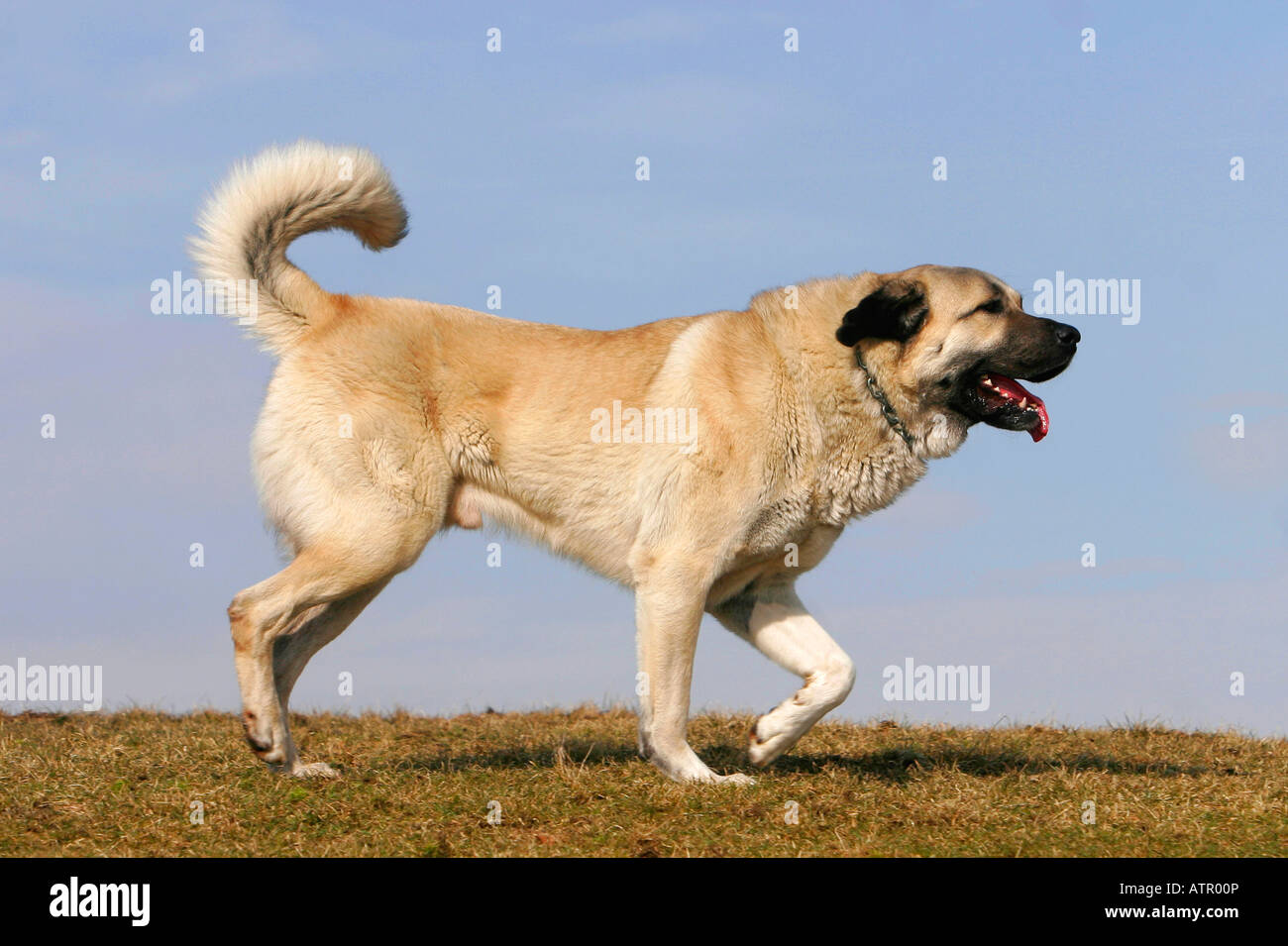 Kangal High Resolution Stock Photography and Images - Alamy