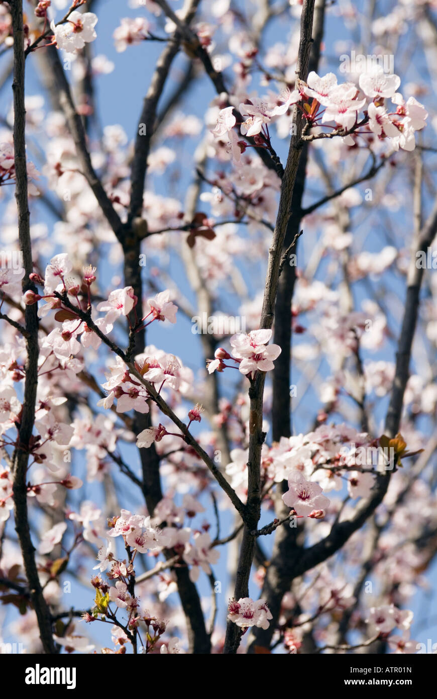 Cherry Tree, Sakura Blossoms, Closeup View, Dali Old Town, Yunnan ...
