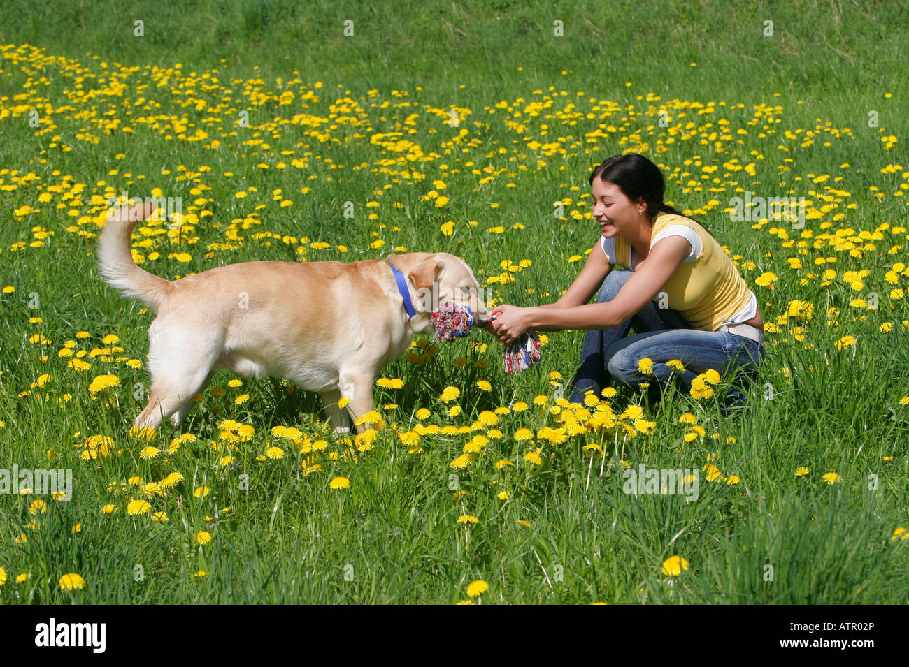 Woman and Labrador Retriever Stock Photo - Alamy