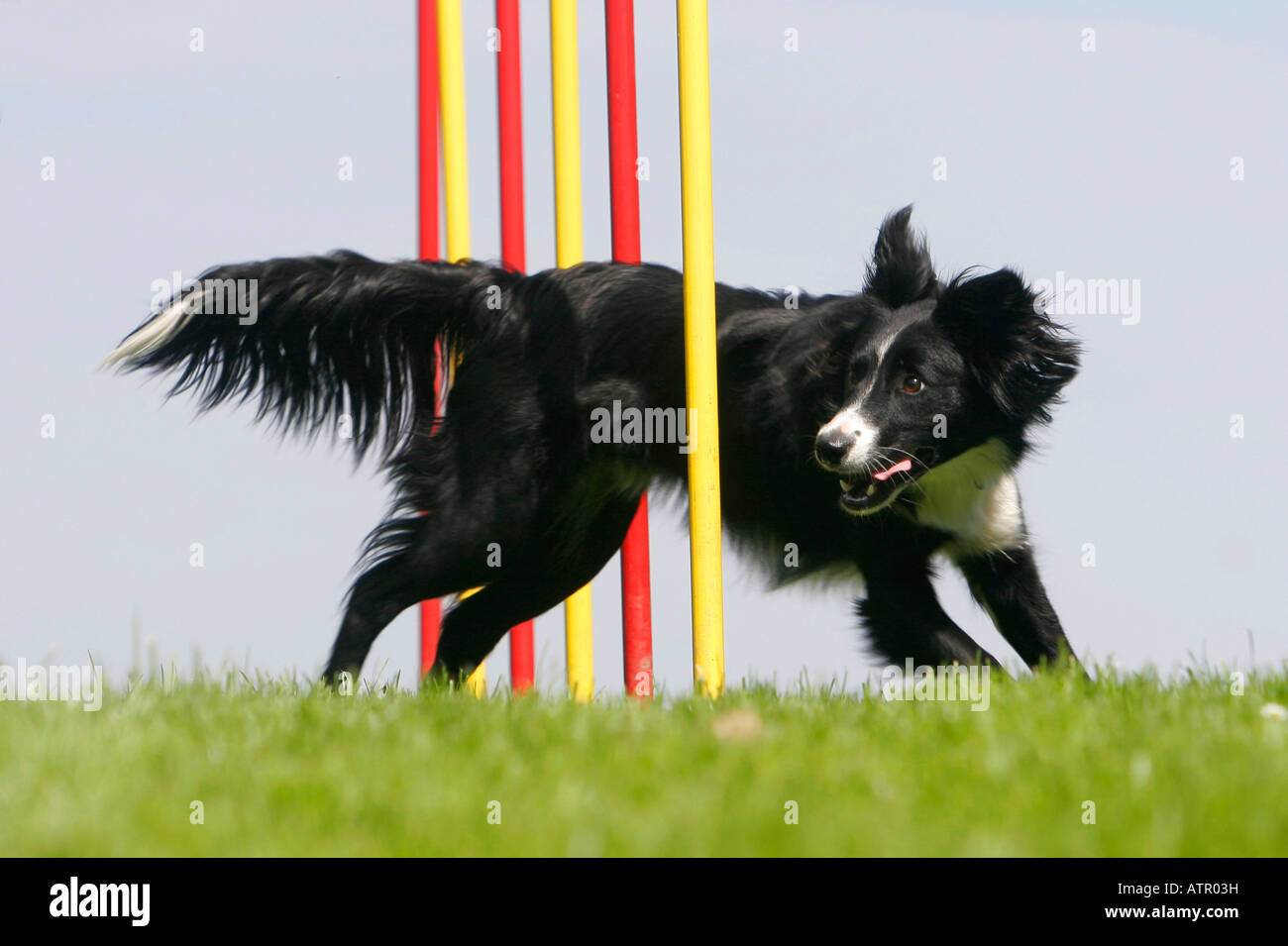 Border collie agility hi-res stock photography and images - Alamy