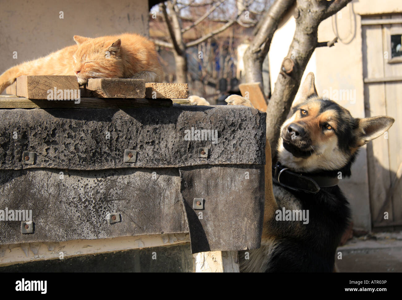 Attention cat hi-res stock photography and images - Alamy