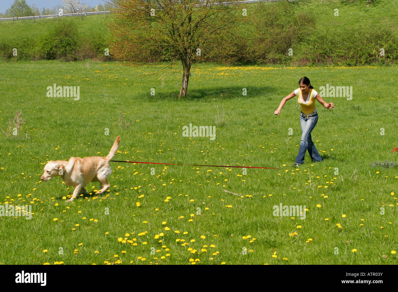 Woman and Labrador Retriever Stock Photo - Alamy