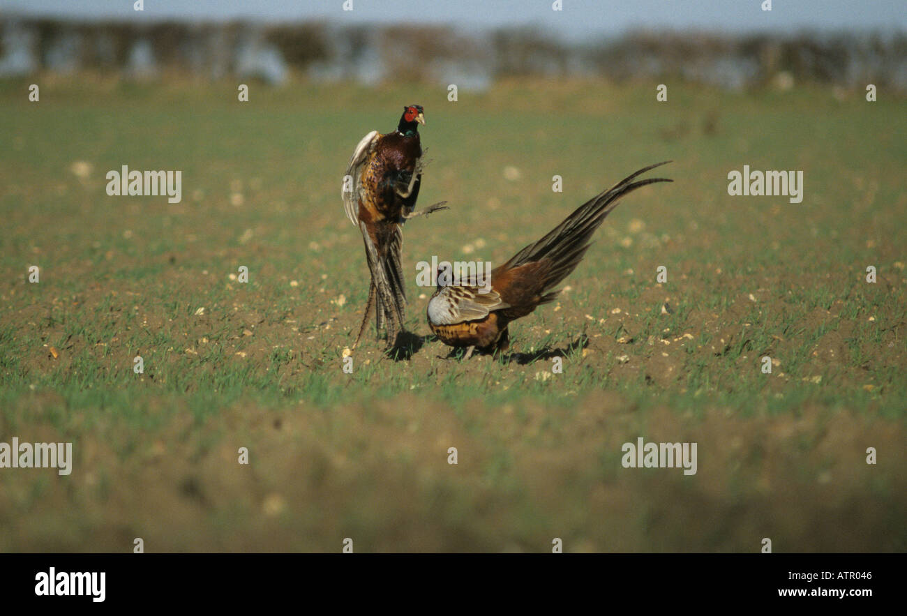 Male pheasants fighting Stock Photo - Alamy
