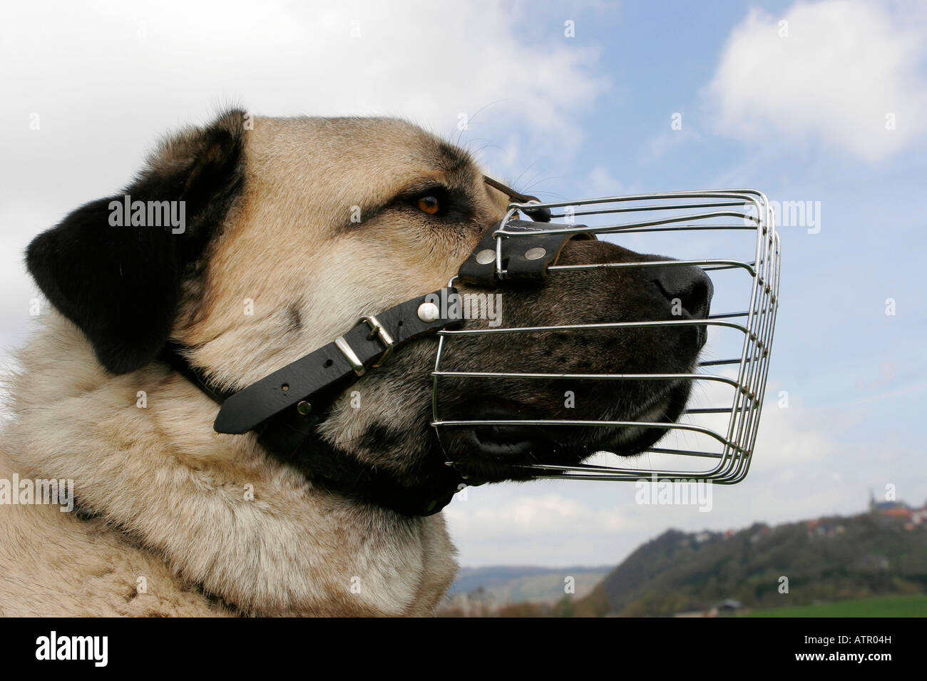 Kangal dog portrait hi-res stock photography and images - Alamy