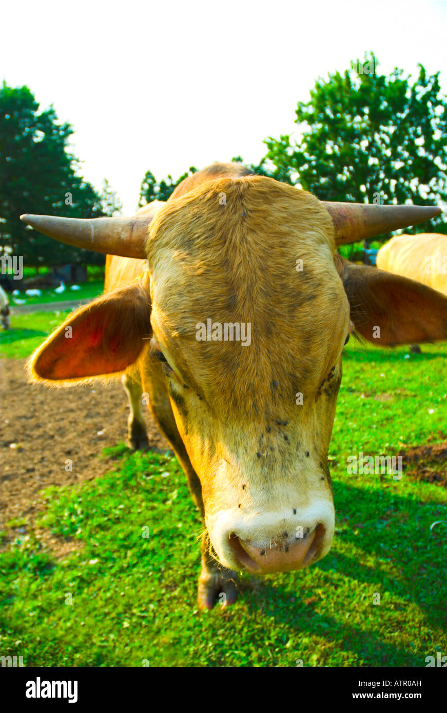 Impressed vertical hi-res stock photography and images - Alamy