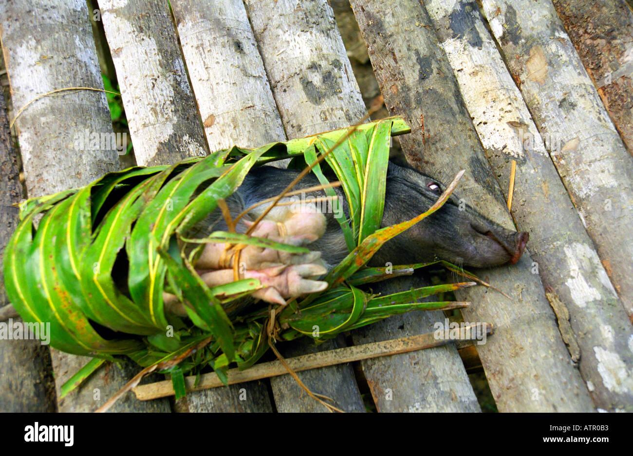 captured pig on Siberut island Sumatra Stock Photo - Alamy