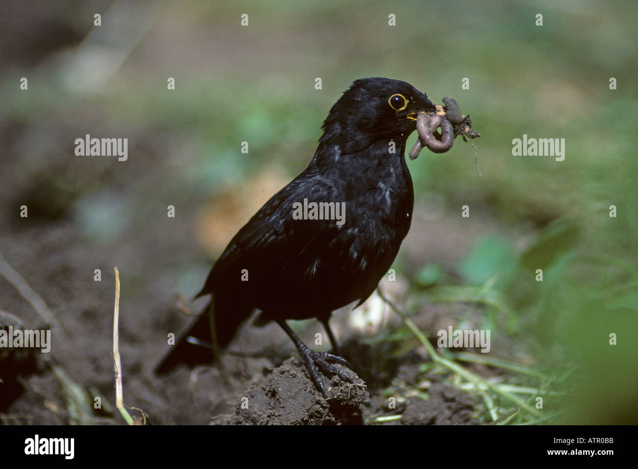 British garden birds worms hi-res stock photography and images - Alamy