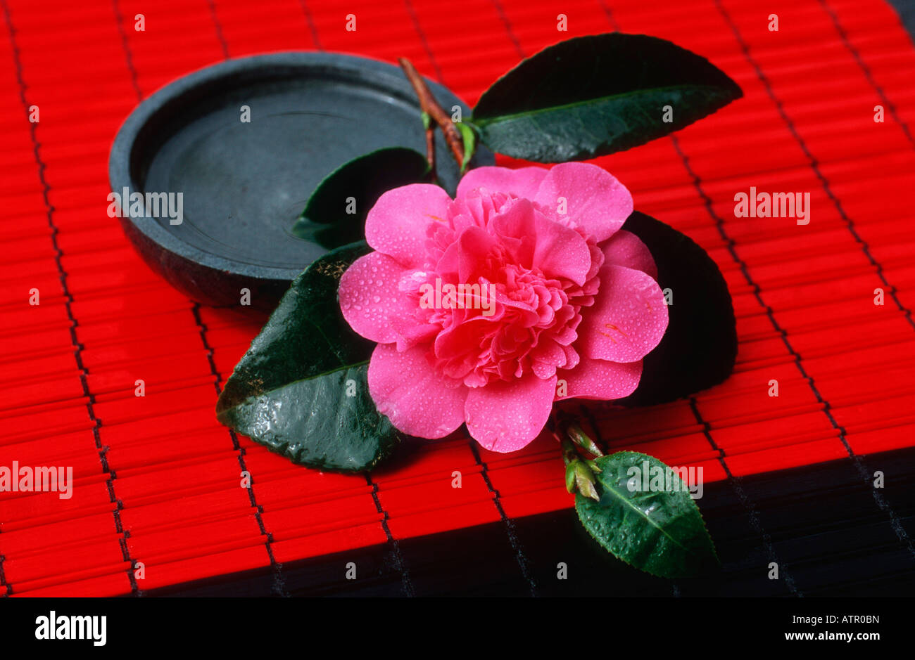 Camellia japonica debbie hi-res stock photography and images - Alamy