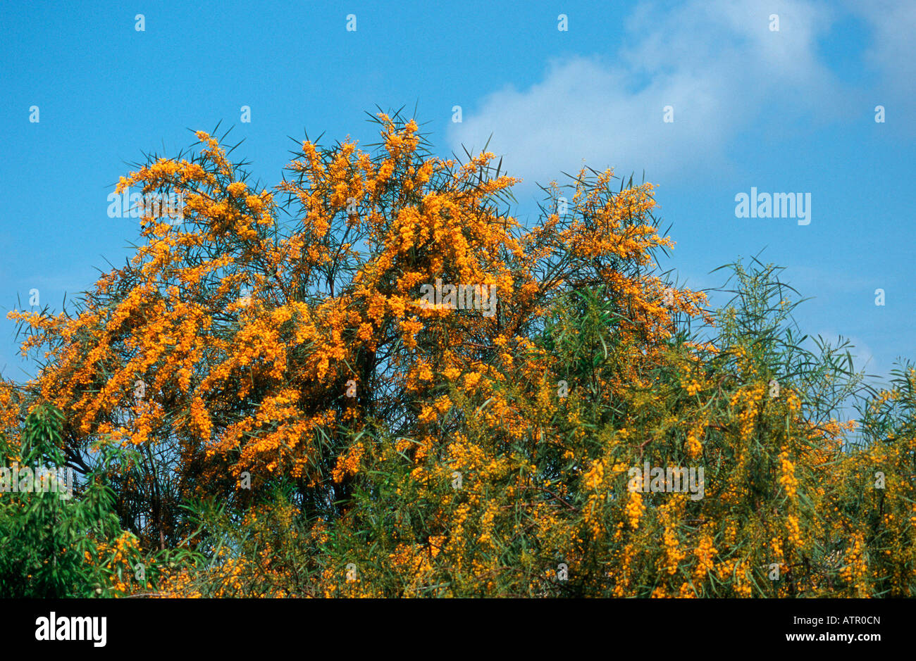 Acacia spec hi-res stock photography and images - Alamy