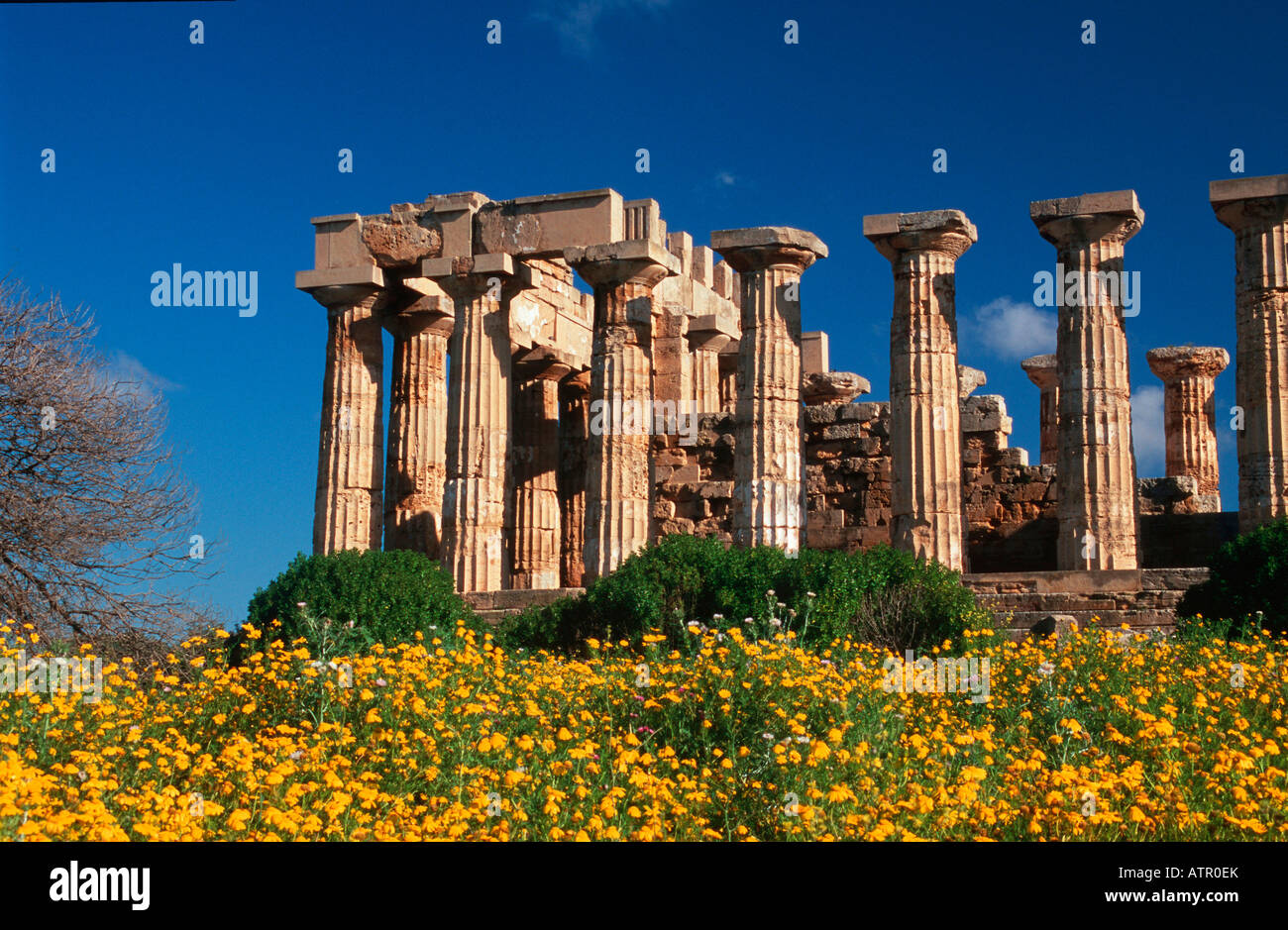 Temple of Selinunte Stock Photo - Alamy