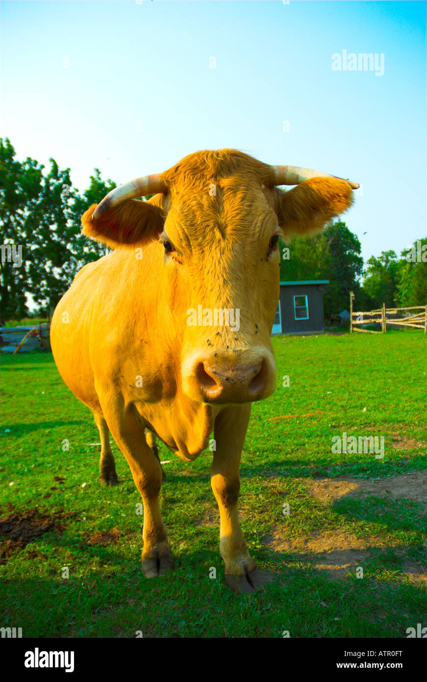 A vertical portrait of a bull staring at the camera Stock Photo - Alamy