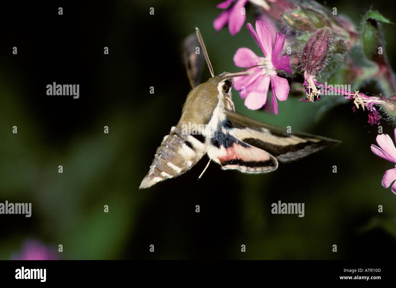 Moth Bedstraw hawk moth in flight feeding on red campion Stock Photo ...