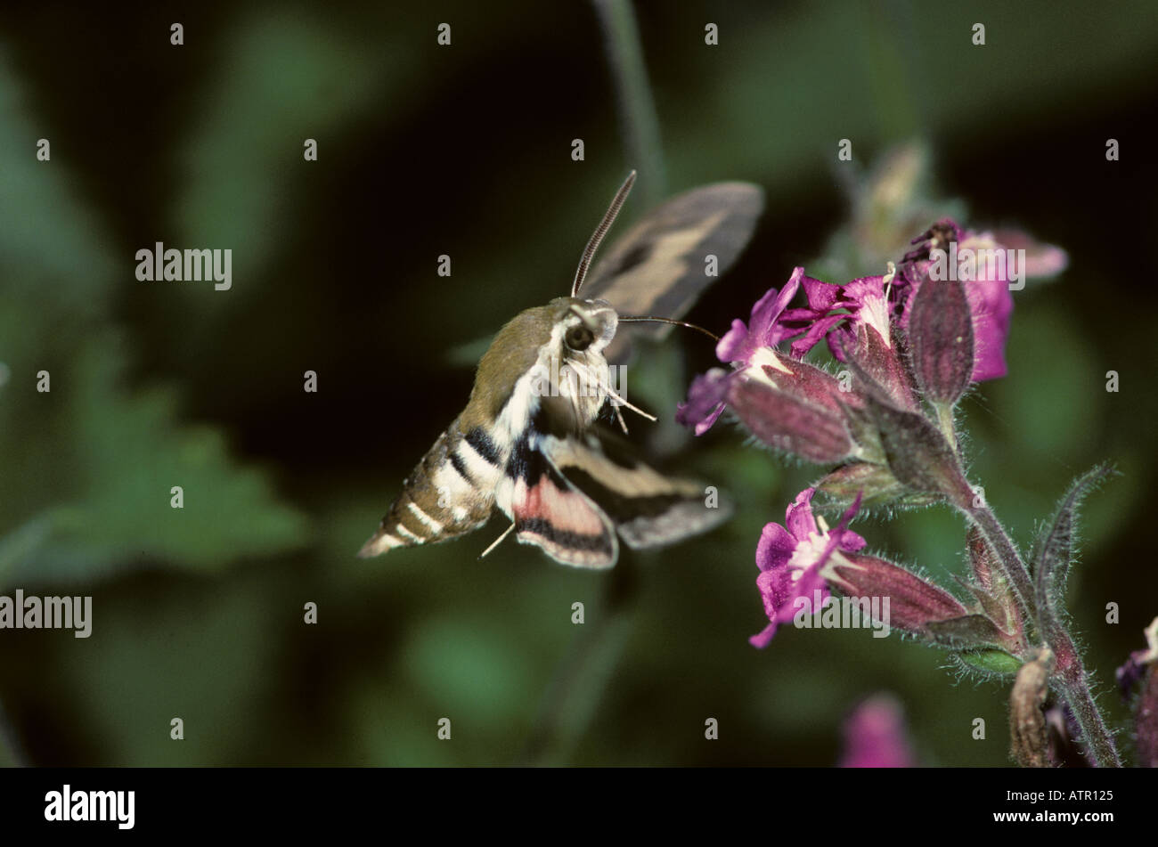 Moth Bedstraw hawk moth in flight feeding on red campion Stock Photo ...