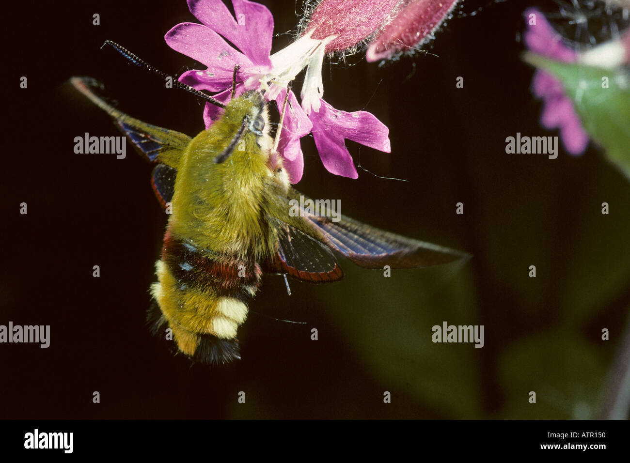 Campion moth hi-res stock photography and images - Alamy