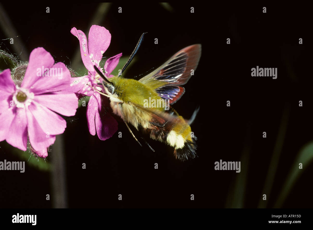 Hovering bee hawk moth hi-res stock photography and images - Alamy