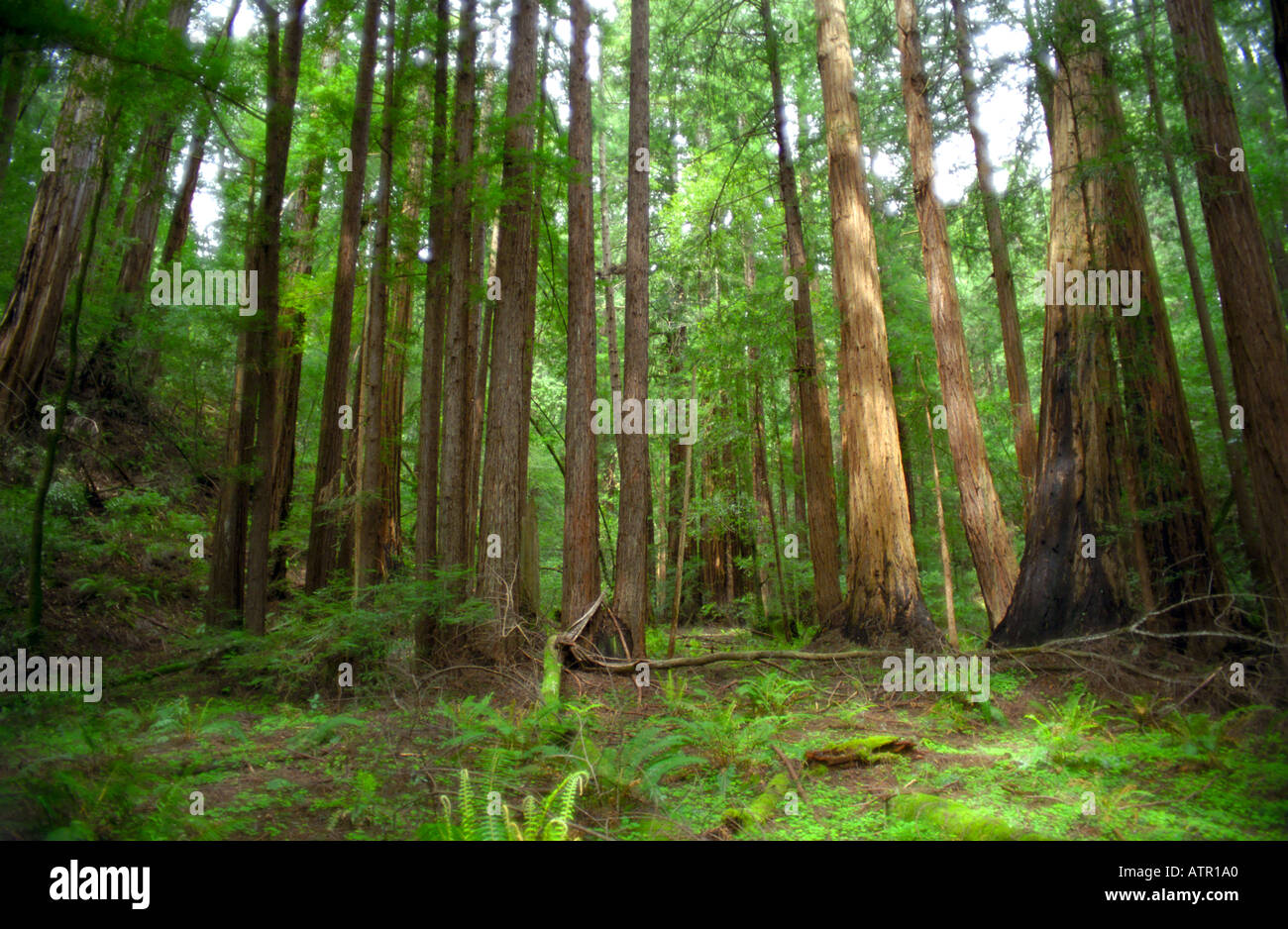 trees of muir woods usa Stock Photo - Alamy