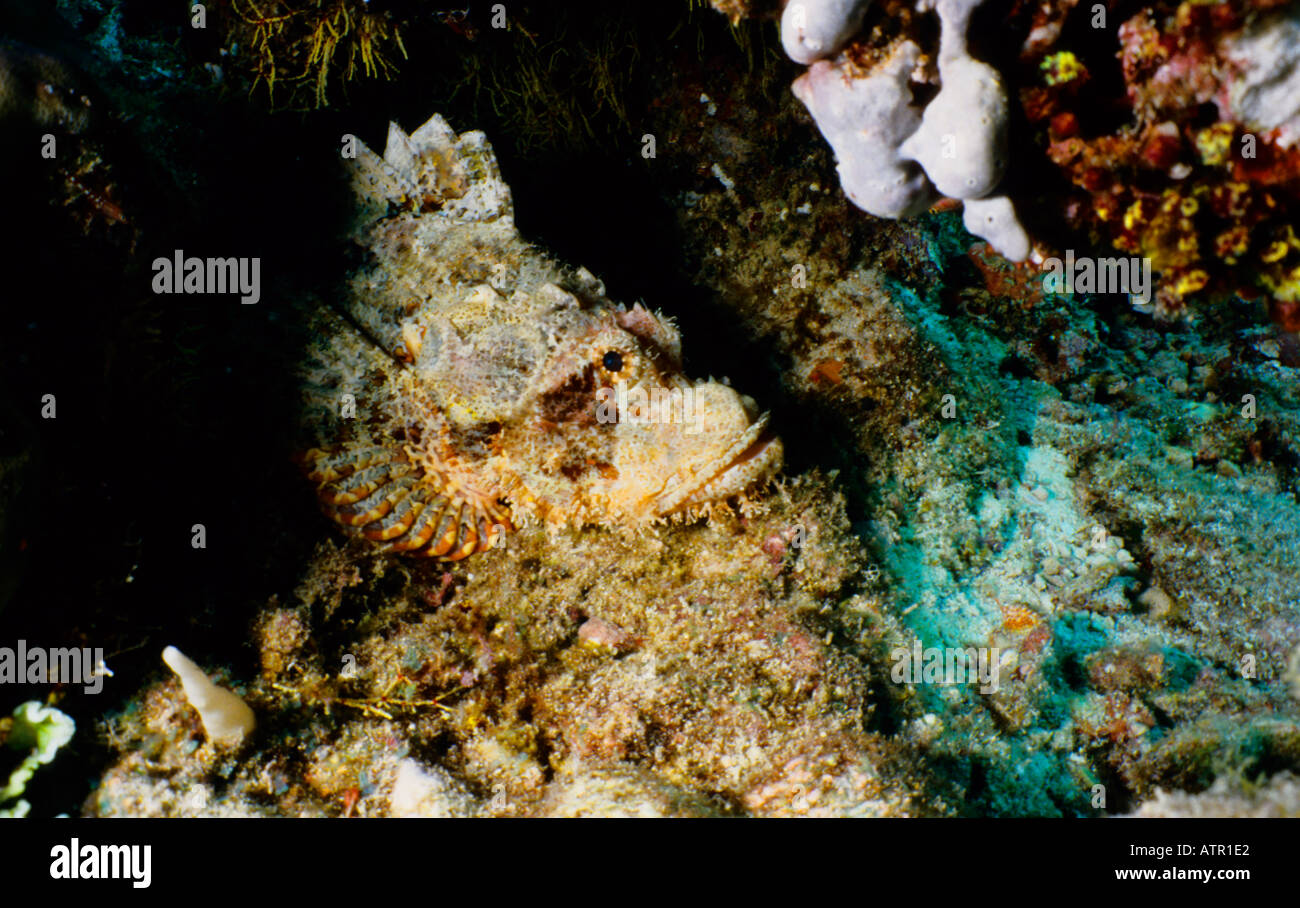 Sea fish on stone hi-res stock photography and images - Alamy