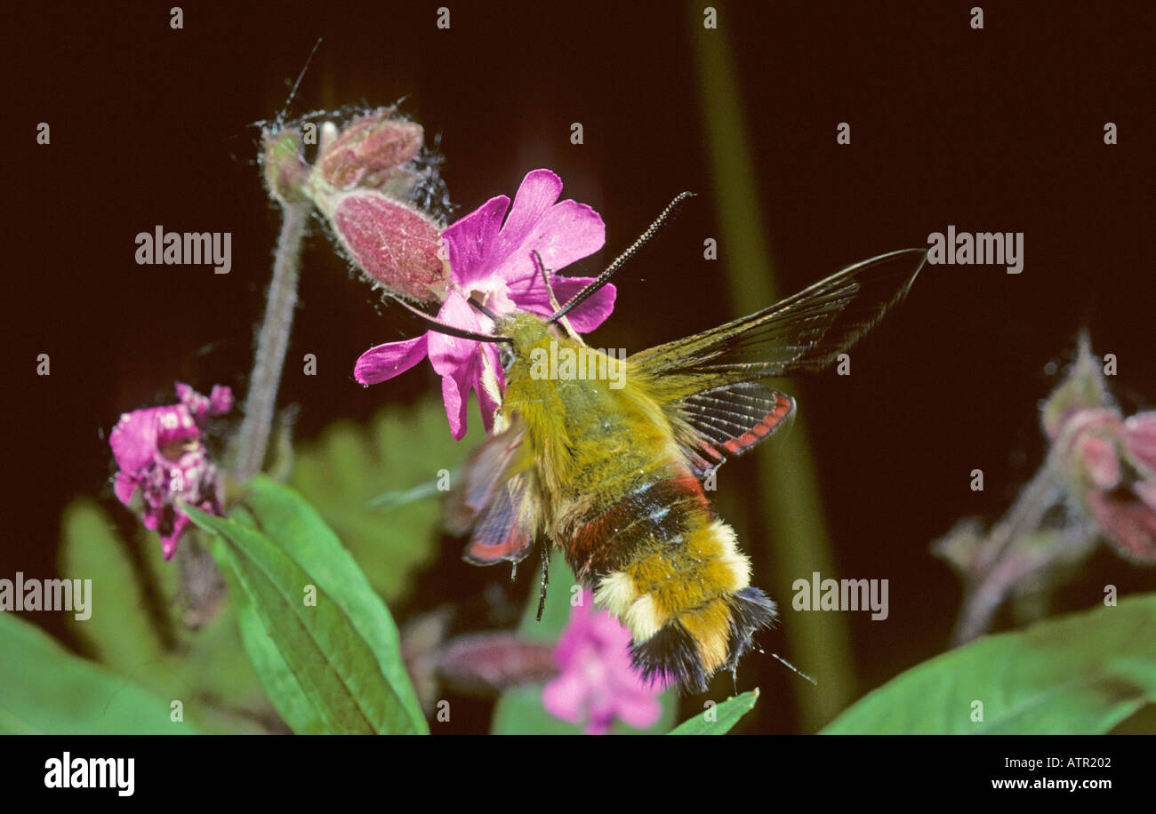Hovering bee hawk moth hi-res stock photography and images - Alamy