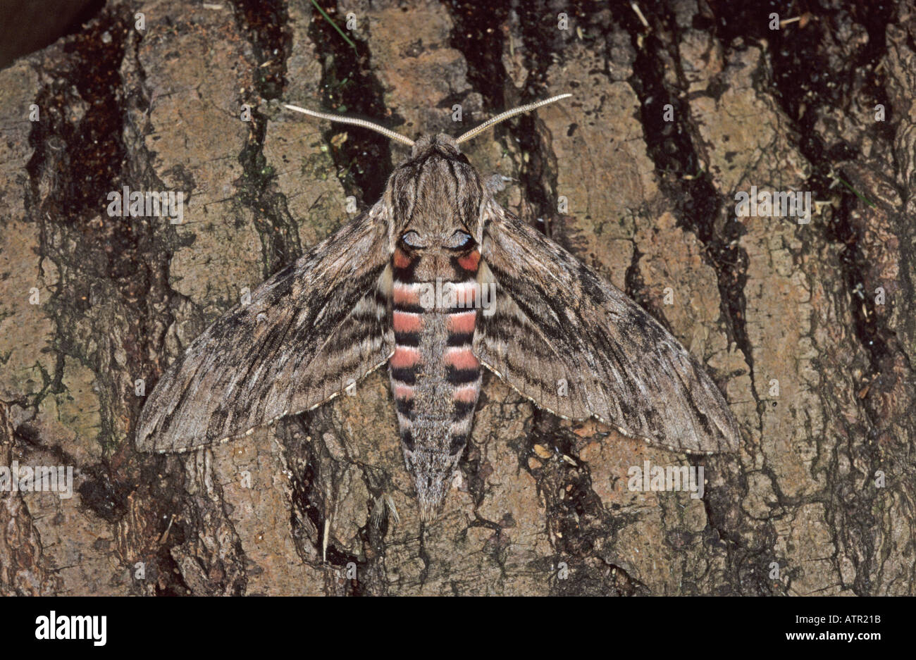 Moth Convolvulos Hawk Moth showing abdomen Stock Photo - Alamy