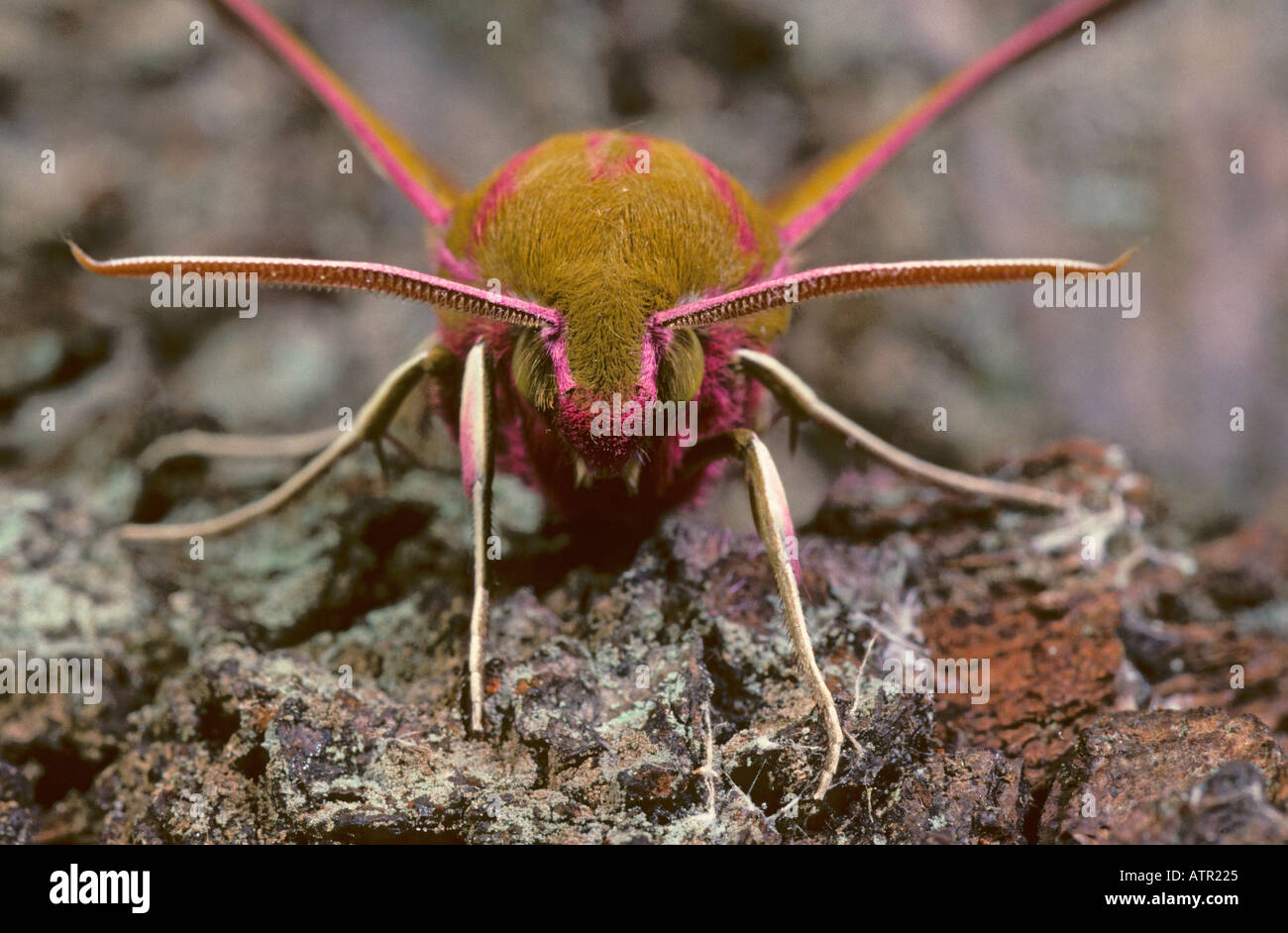 Moth Elephant Hawk front view Stock Photo - Alamy