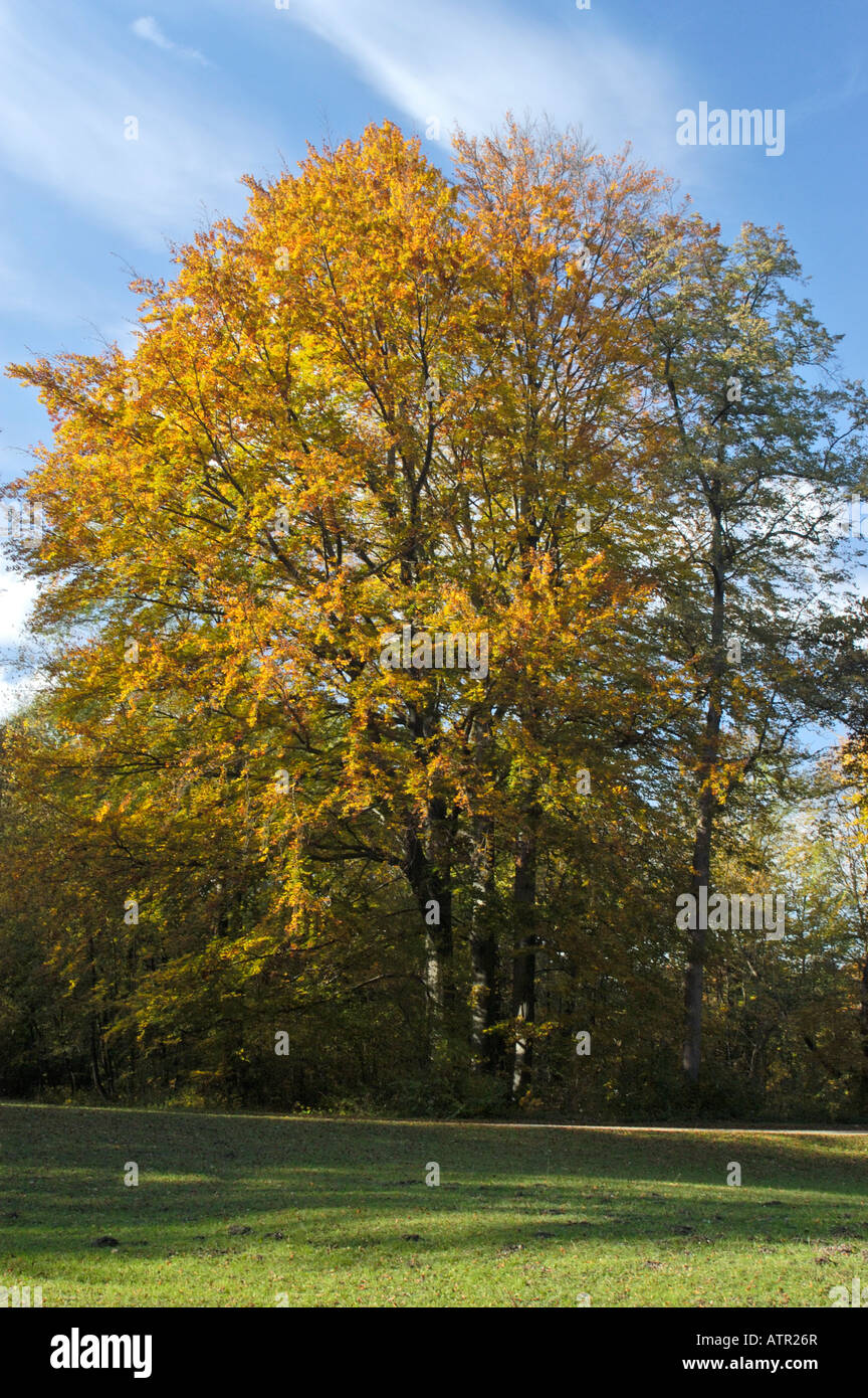 Munich fall hi-res stock photography and images - Alamy