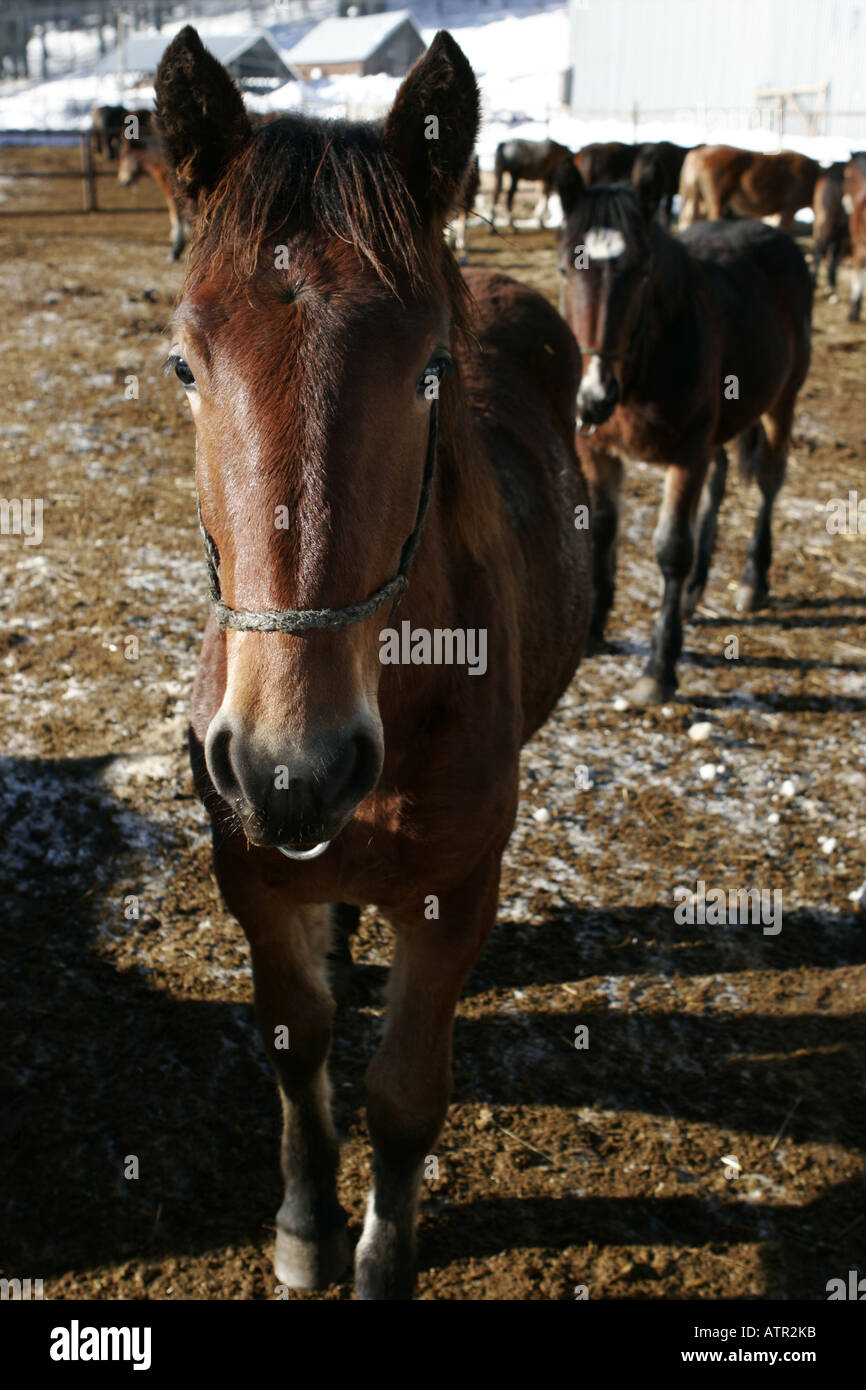 Muranska Planina High Resolution Stock Photography and Images - Alamy