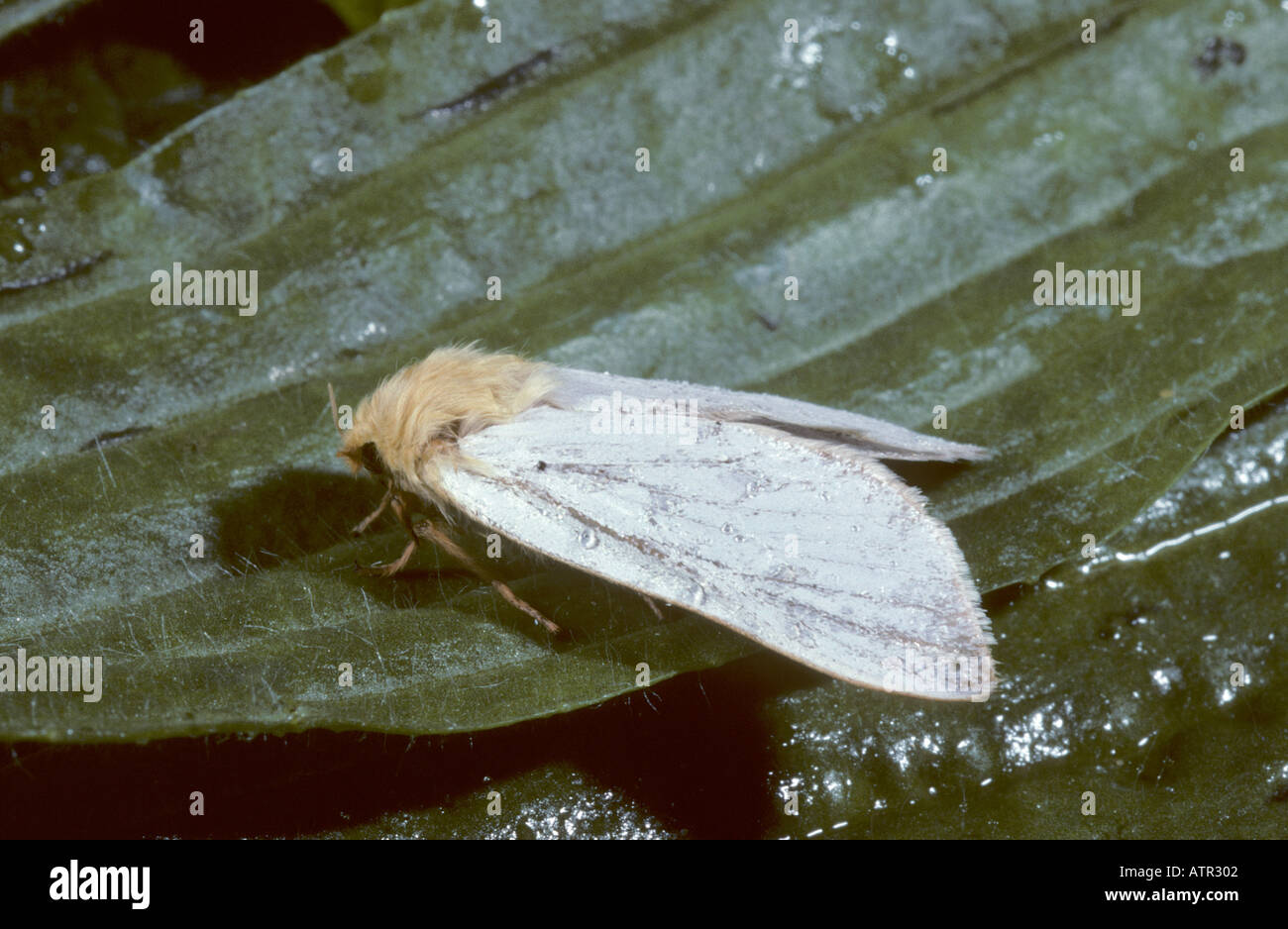 Swift moths hi-res stock photography and images - Alamy