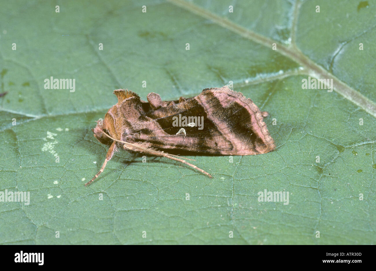 Moth Plain Golden Y Stock Photo - Alamy