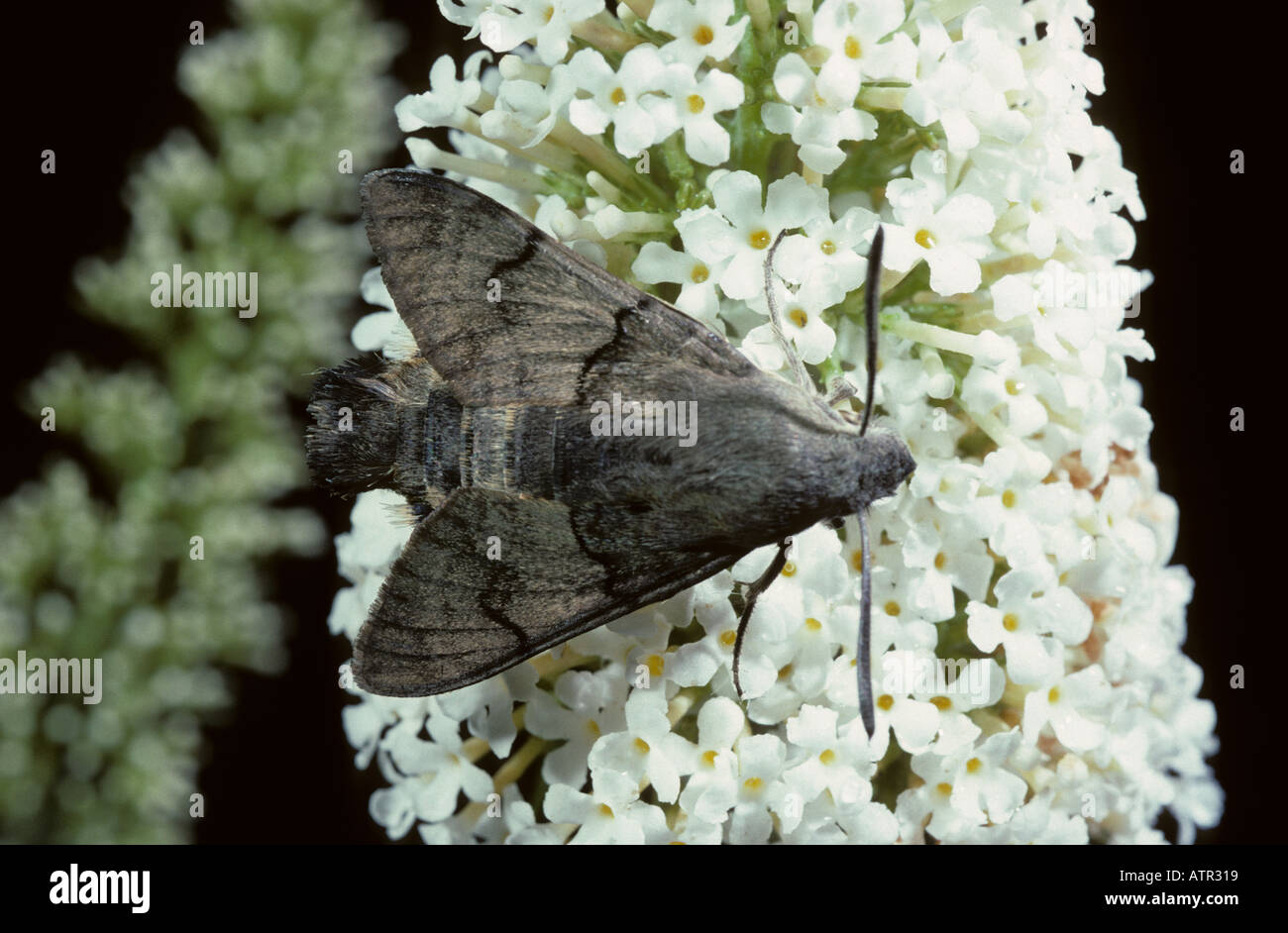 Humming Bird hawk moth at rest on Buddleia Stock Photo - Alamy