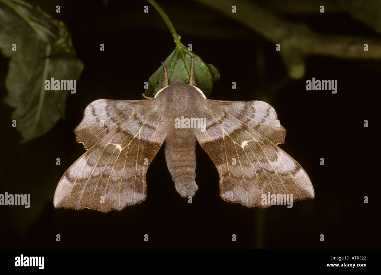 Moth Poplar hawk moth Stock Photo - Alamy