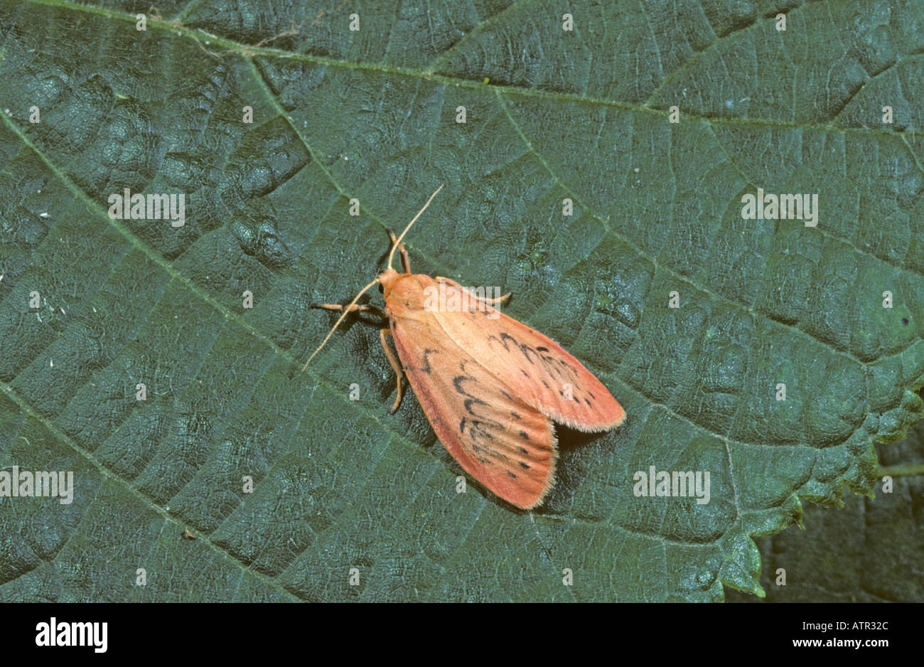 Rosy footman moth hi-res stock photography and images - Alamy