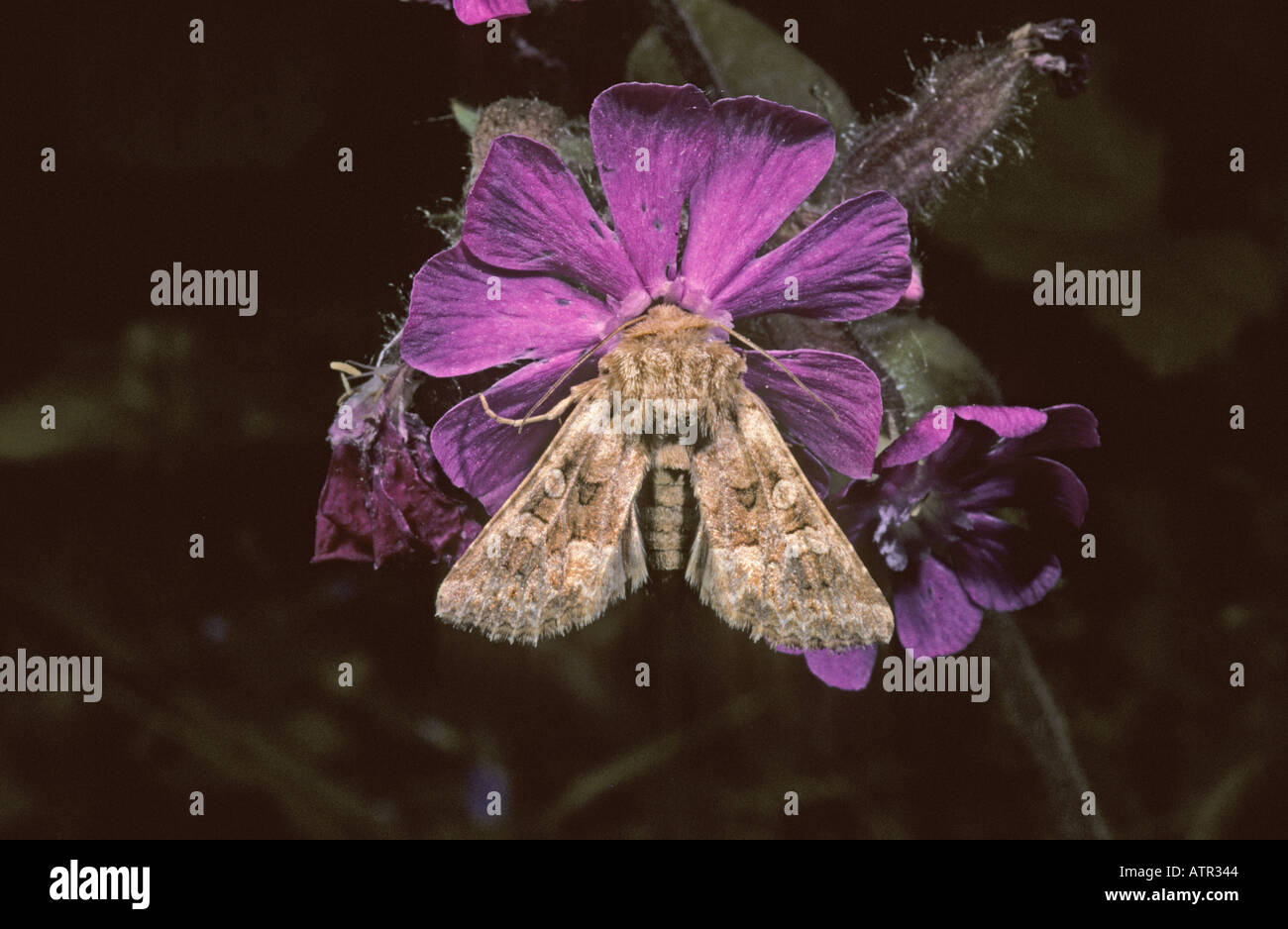 Shears Moth High Resolution Stock Photography and Images - Alamy