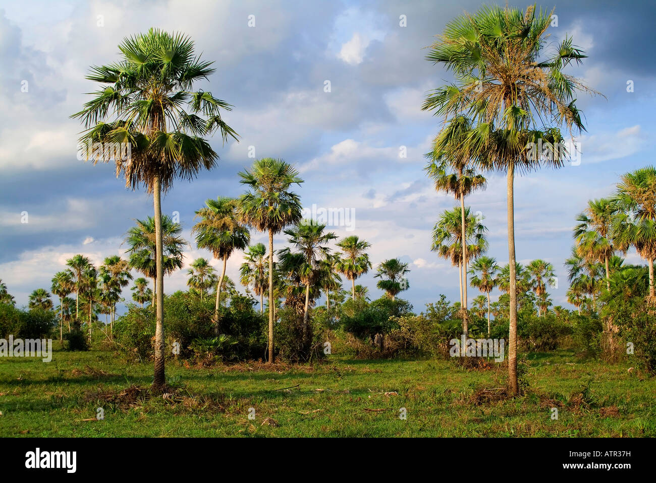 Caranday palm hi-res stock photography and images - Alamy