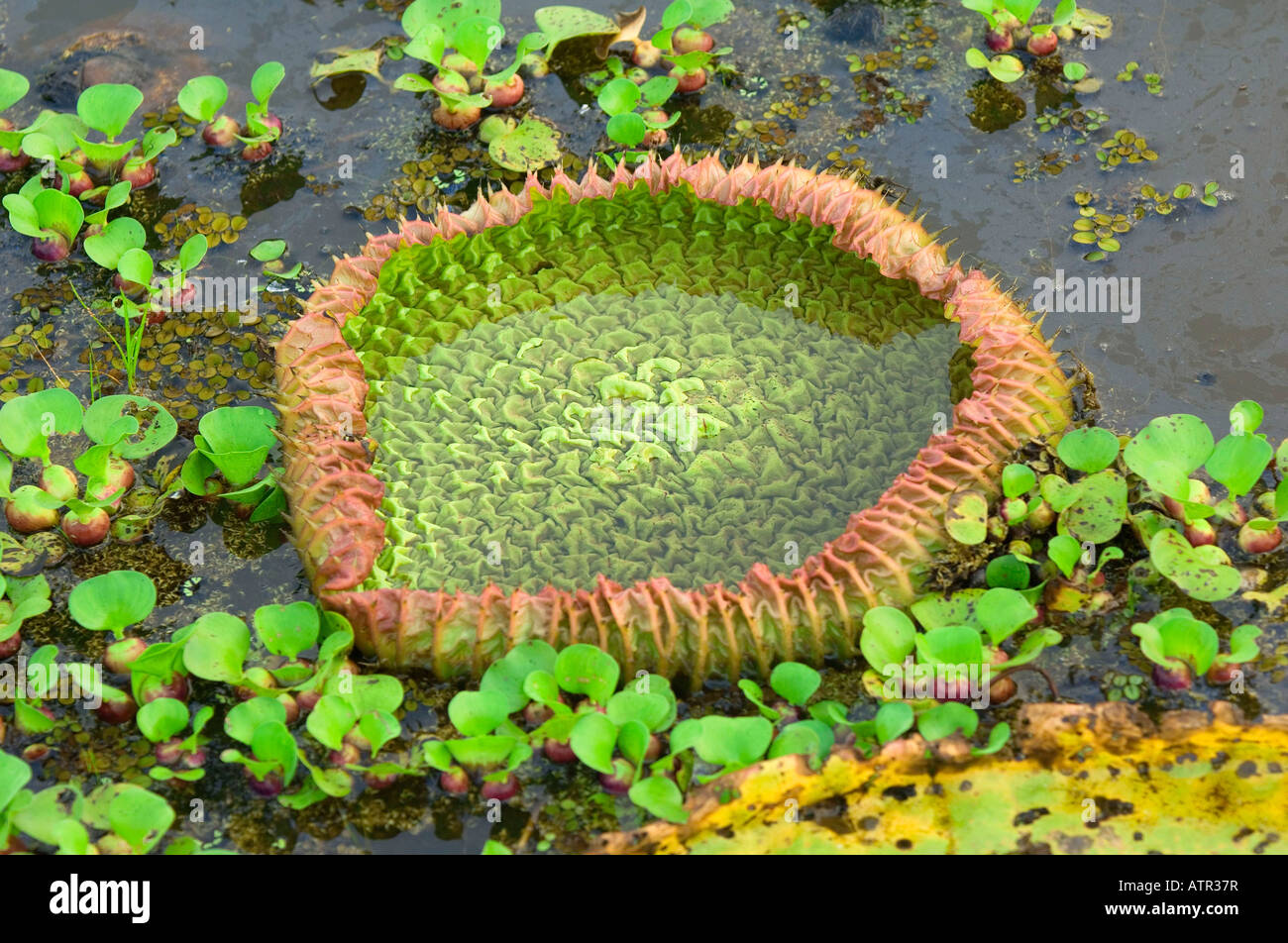 Giant Water Lily Stock Photo - Alamy
