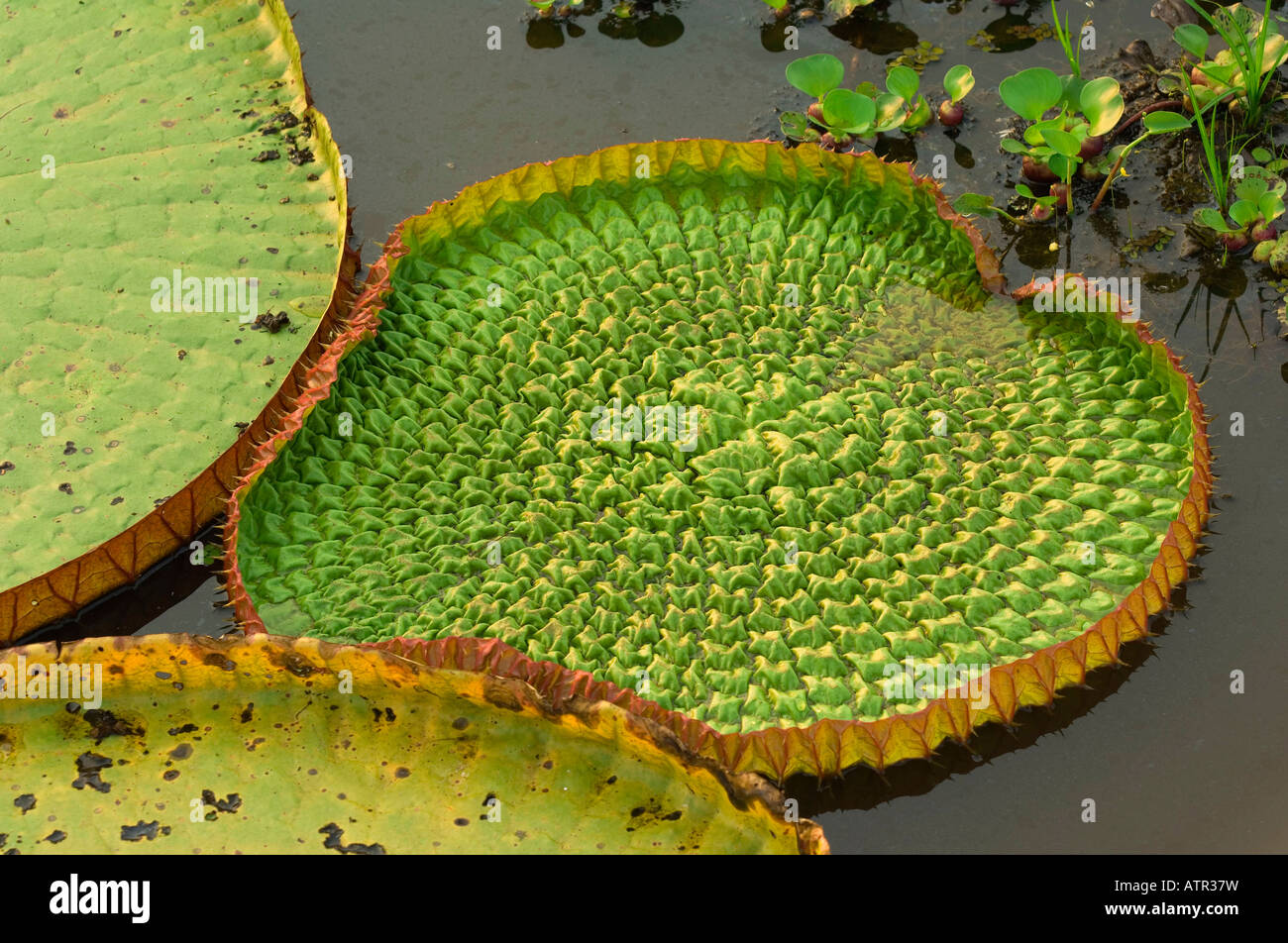 Giant Water Lily Stock Photo - Alamy