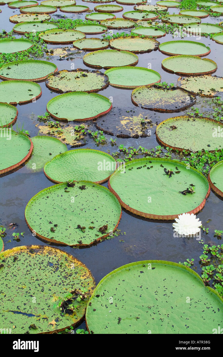 Giant Water Lily Stock Photo - Alamy