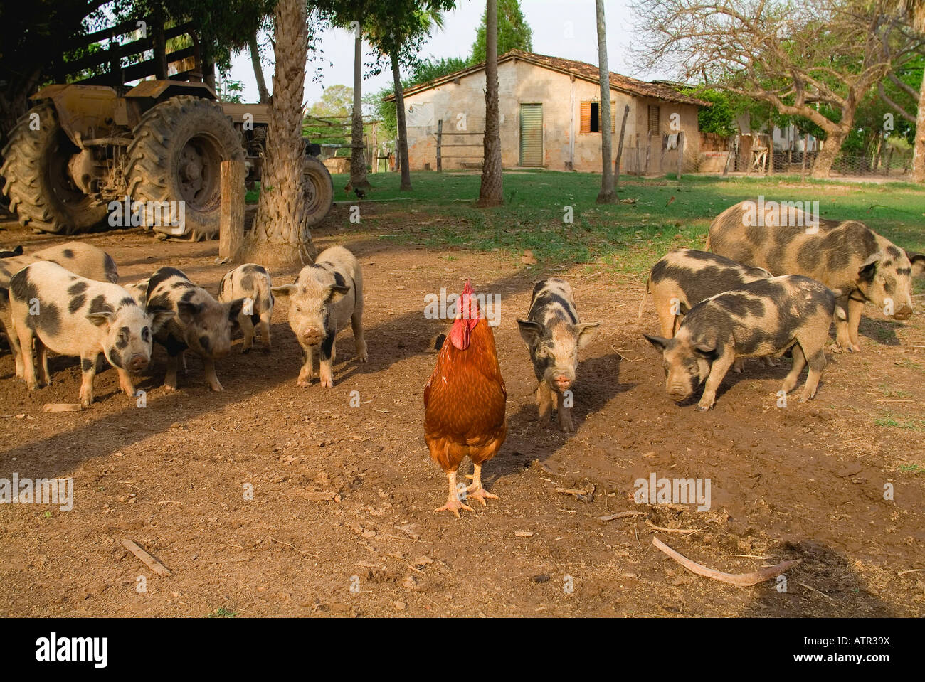 Domestic Fowl and Domestic Pig Stock Photo - Alamy