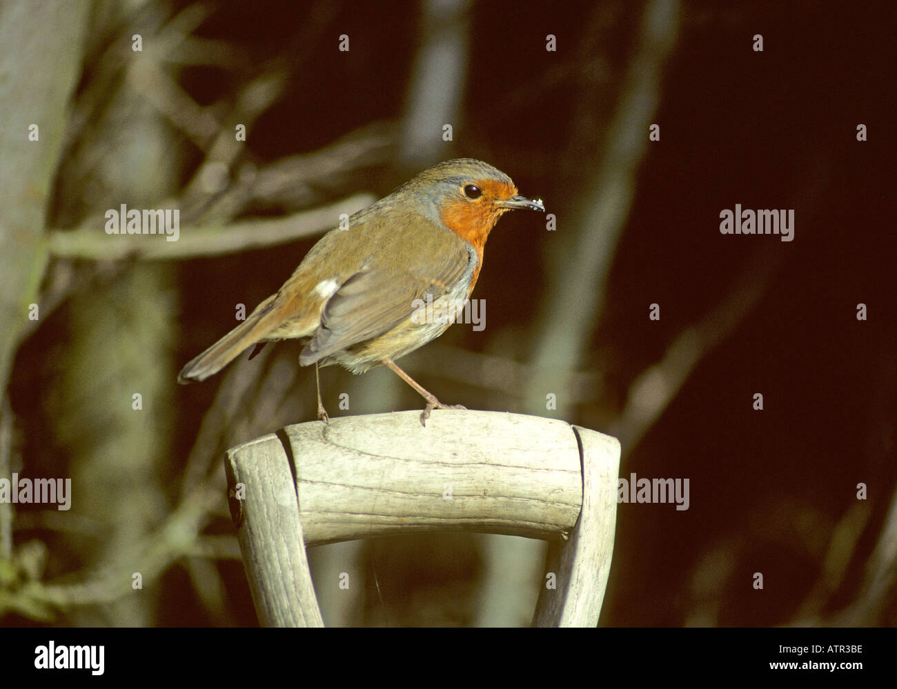 Robin spade handle hi-res stock photography and images - Alamy