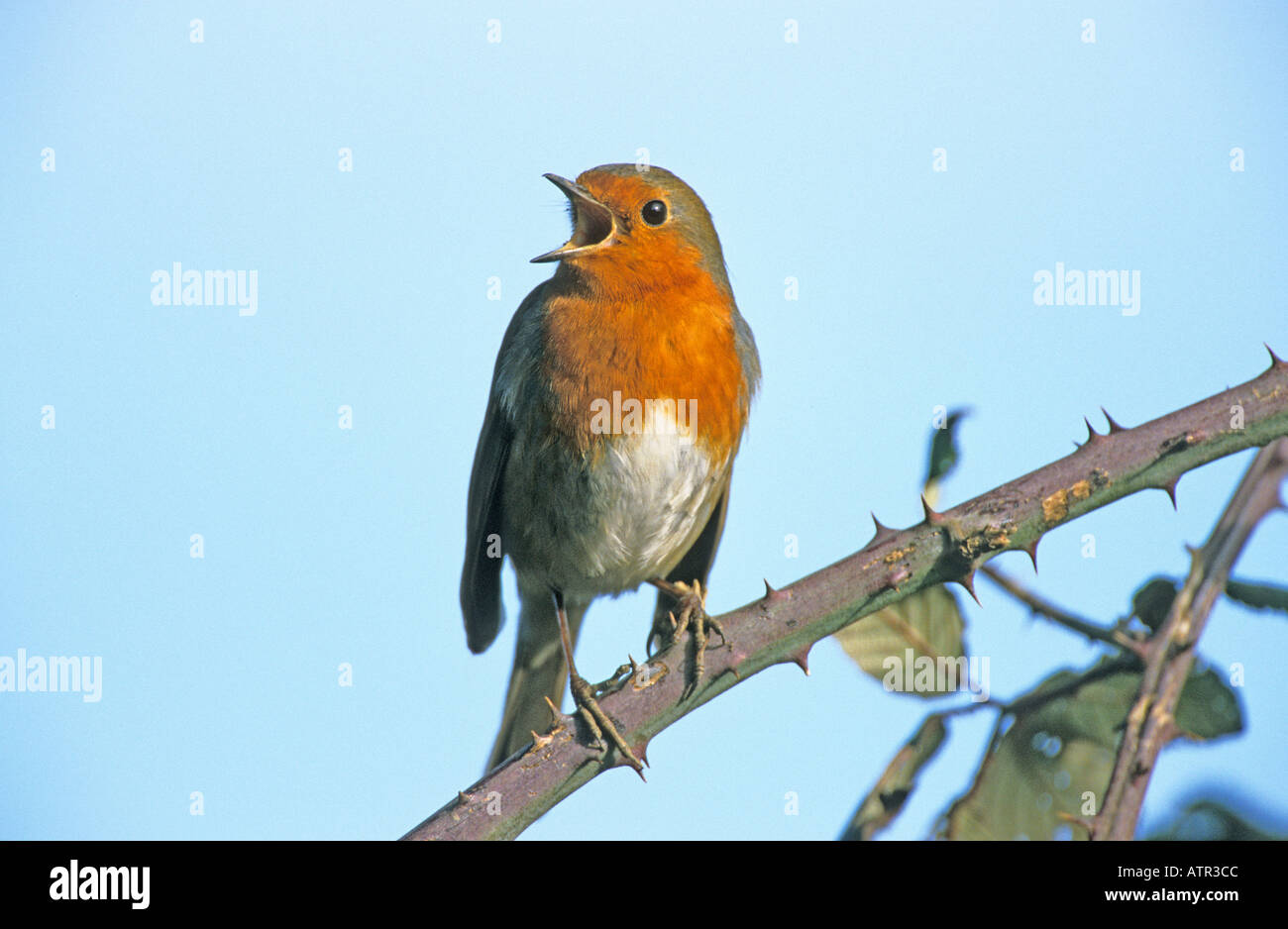 Robin singing from bramble bush Stock Photo - Alamy