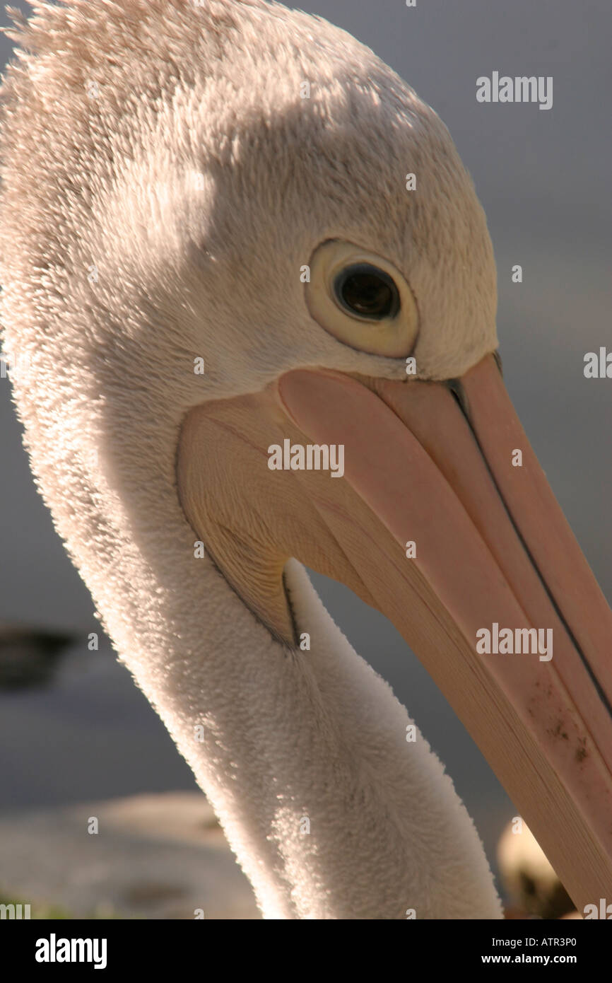 Native Australian Pelican Swim High Resolution Stock Photography and ...