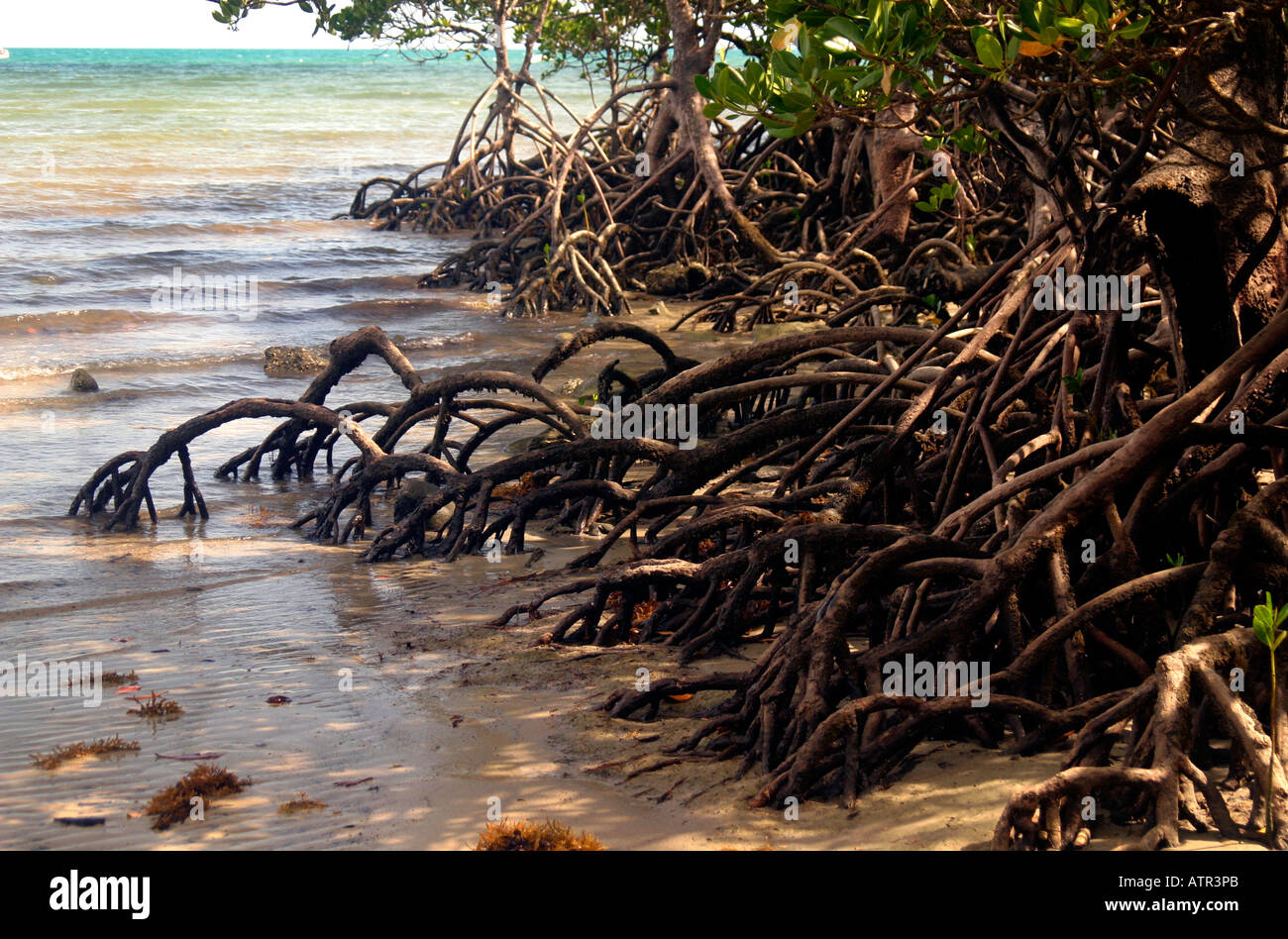 Creeping out of water hi-res stock photography and images - Alamy
