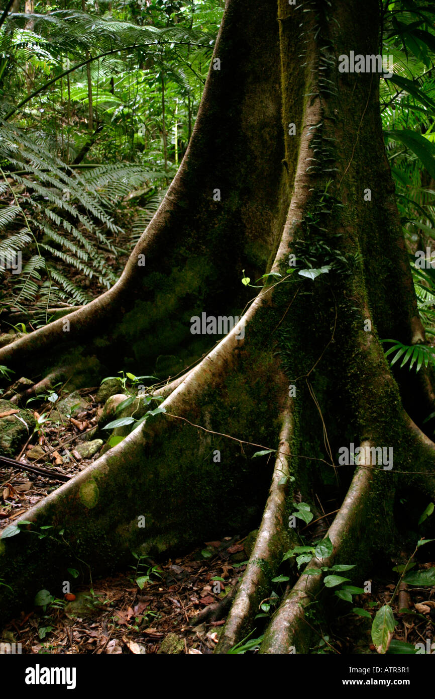 Rainforest tree in the Australian rainforest Stock Photo - Alamy