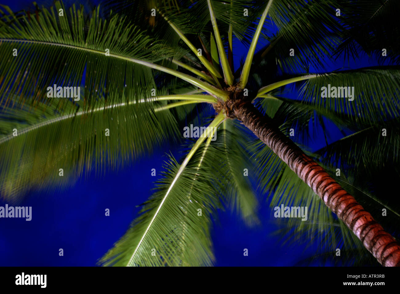 Palm tree lit at nighttime Stock Photo - Alamy