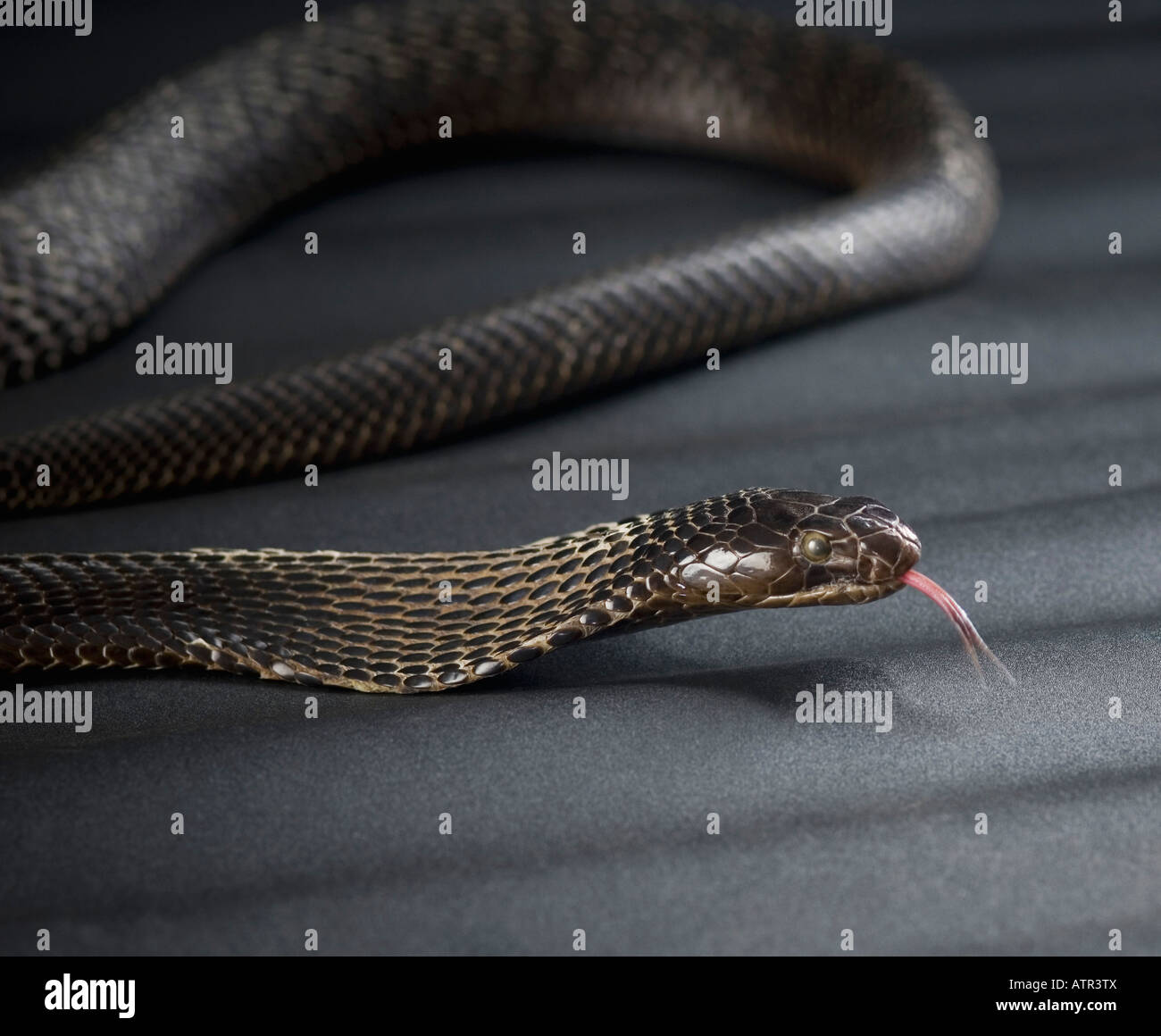 Close-up of a cobra Stock Photo - Alamy