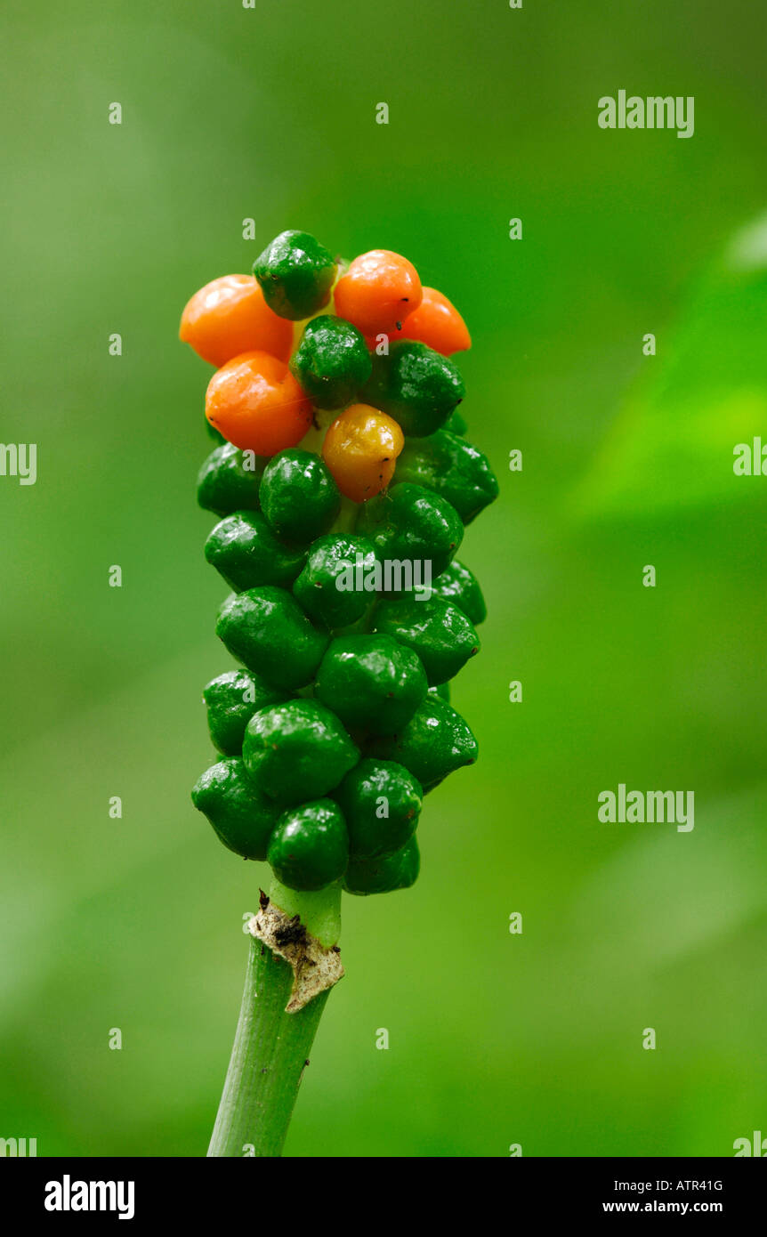 Lords and Ladies Stock Photo - Alamy